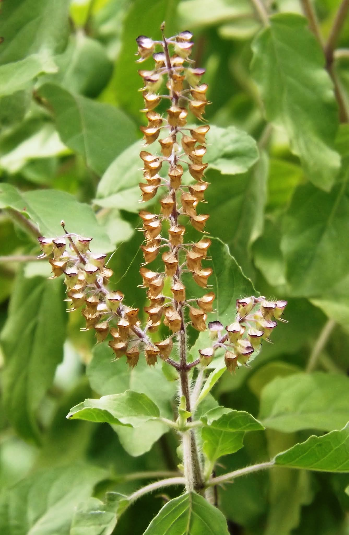 Cultivation and Care of Tulasī Devī – Page 2 – TheVaisnava Online Magazine